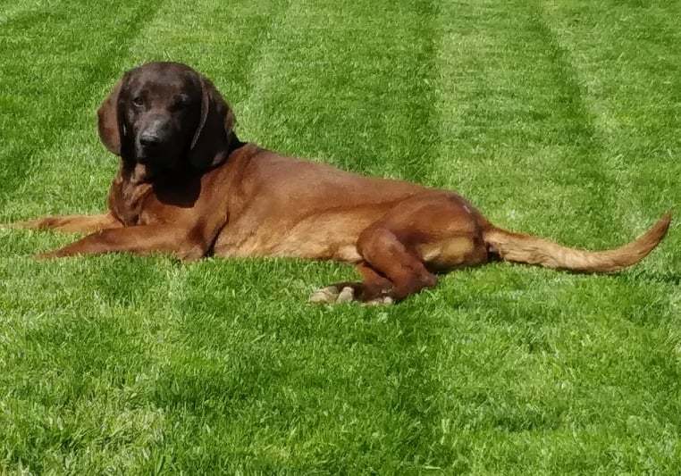 Poľovné psy – Poľovnícke združenie Srnka