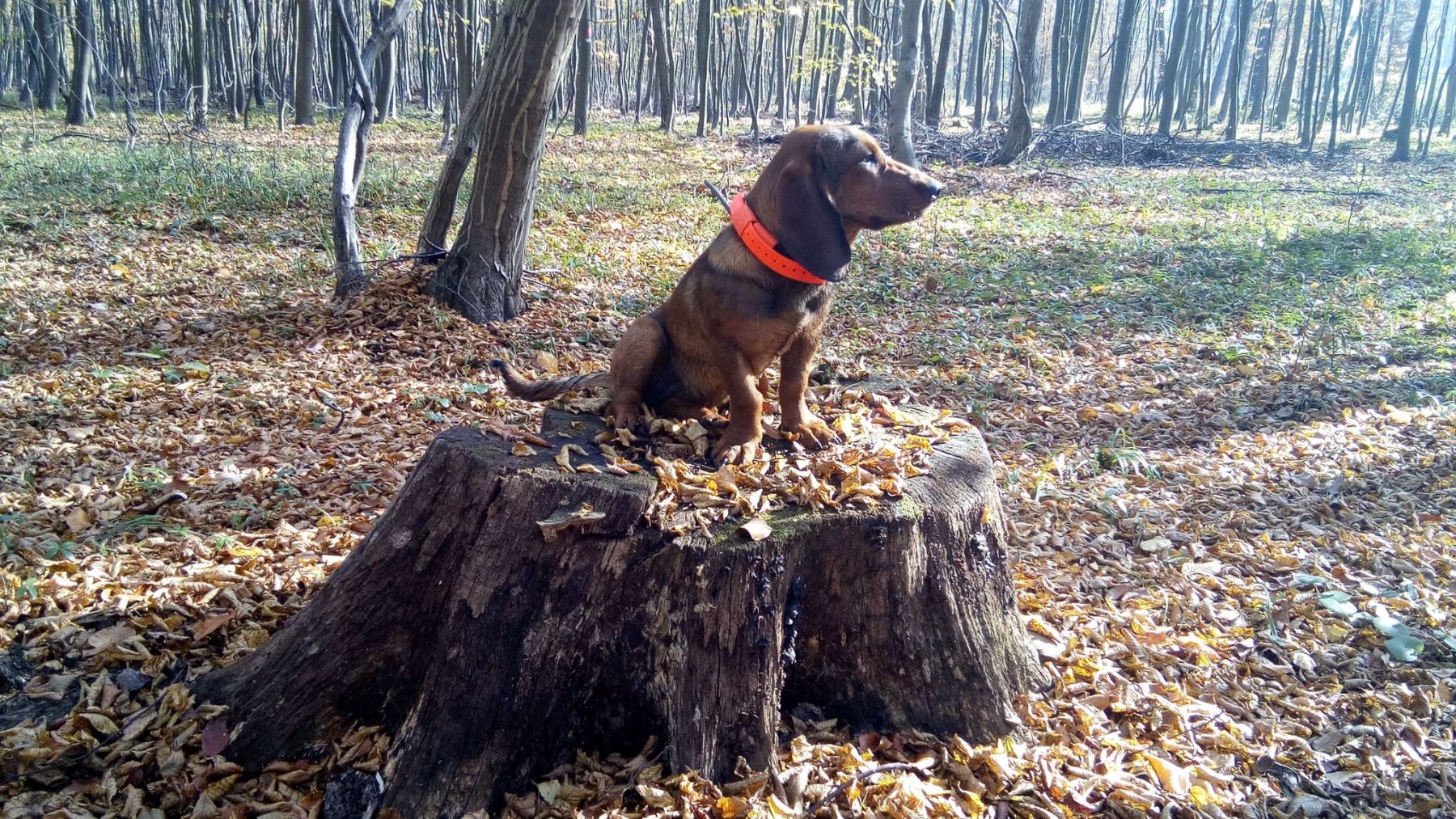 Poľovné psy – Poľovnícke združenie Srnka