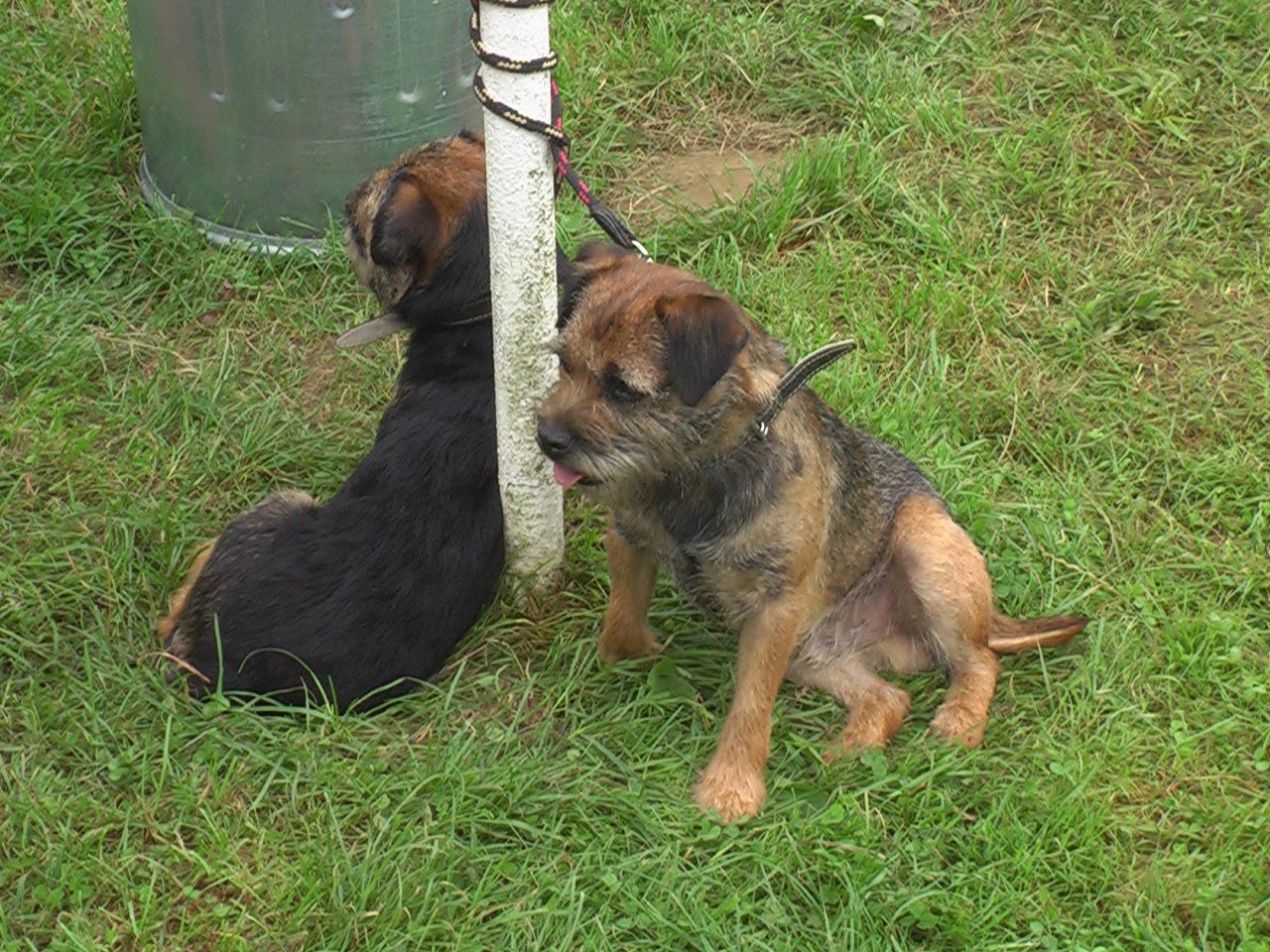 Poľovné psy – Poľovnícke združenie Srnka