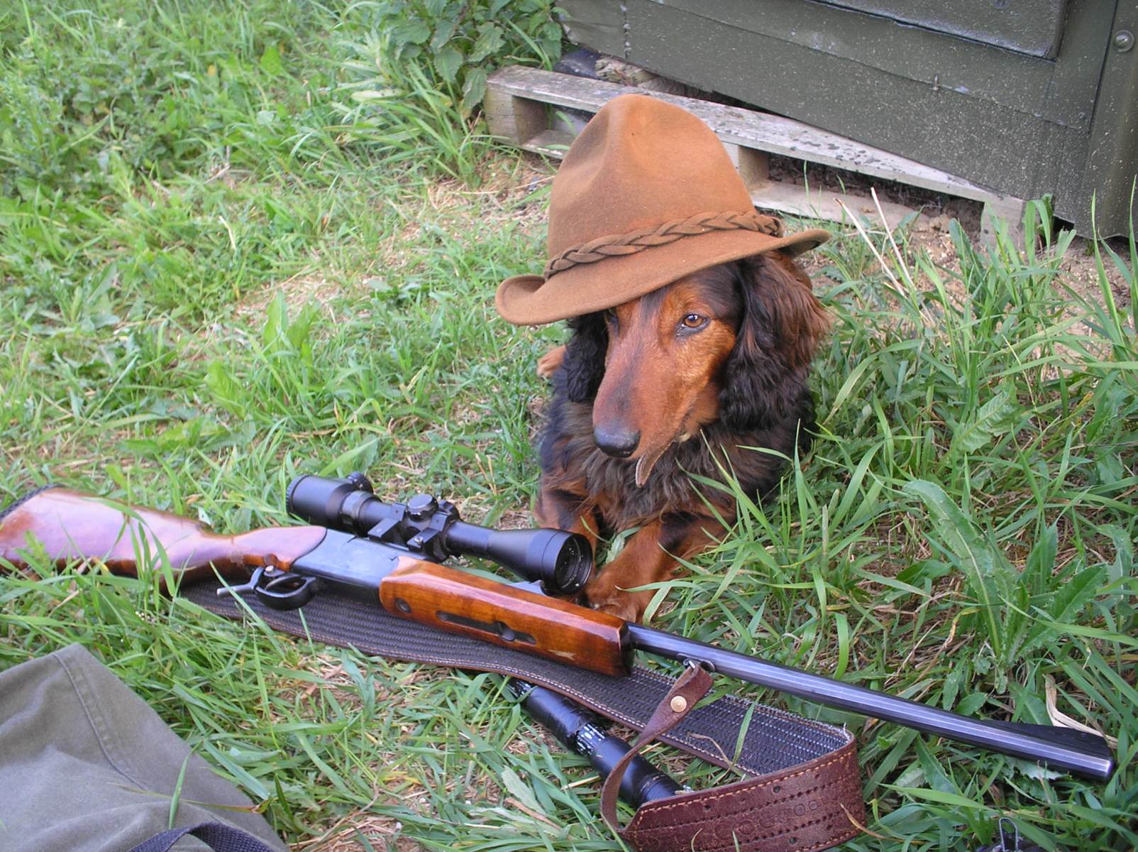 Poľovné psy – Poľovnícke združenie Srnka